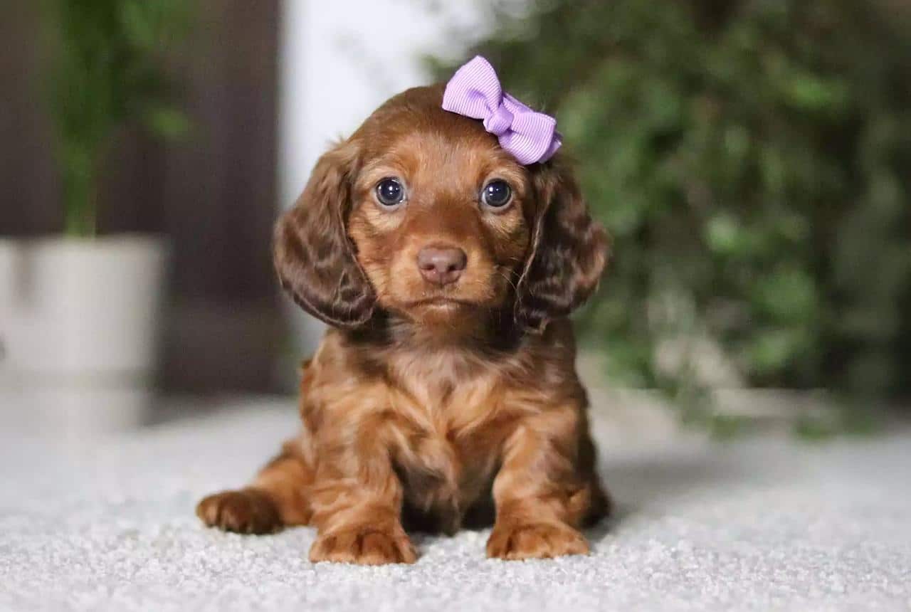 Dachshund Long Hair Puppy For Sale | Catalan Dachshunds Farm
